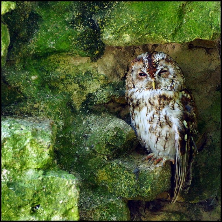 Le philosophe et le chat-huant – Nature