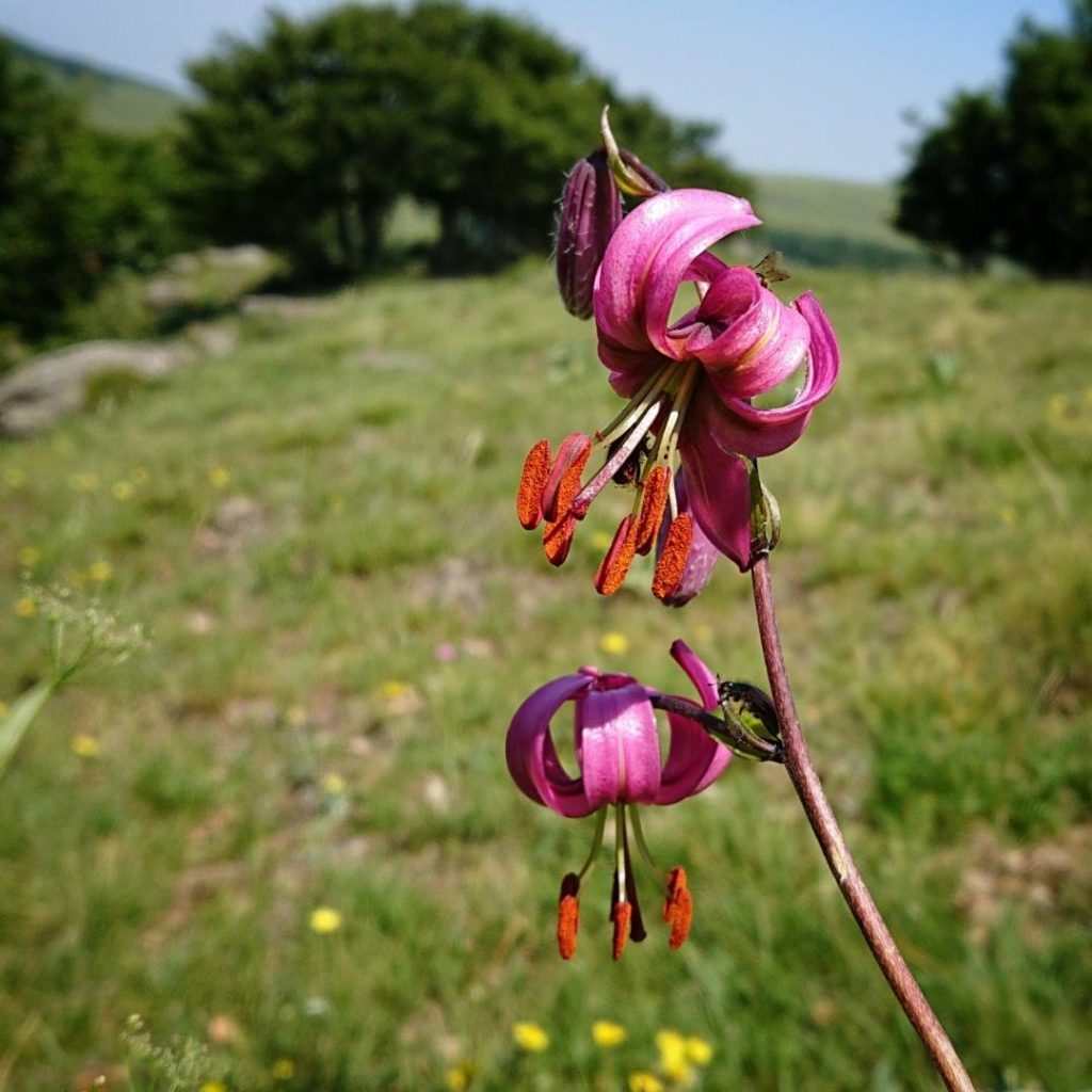 Lis martagon – Nature