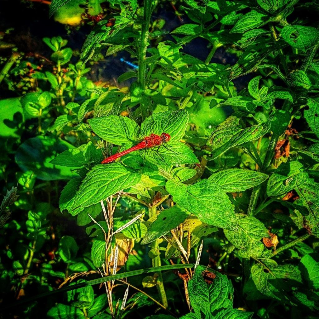 Sympétrum rouge sang – Nature