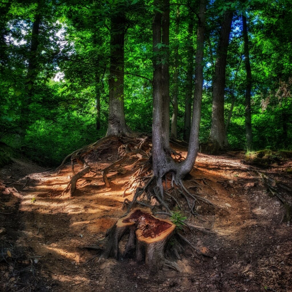 Forêt sacrée – Nature